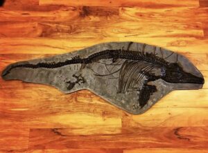 Ichthyosaur-Exhibit – Hawaii Science Museum